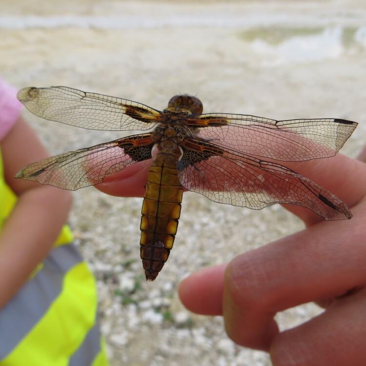 Öffentlichkeitsarbeit - Hoffmann Mineral - Funktionelle Füllstoffe